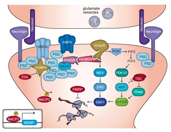 The Balance Between Environmental and Genetic Factors in Autism ...