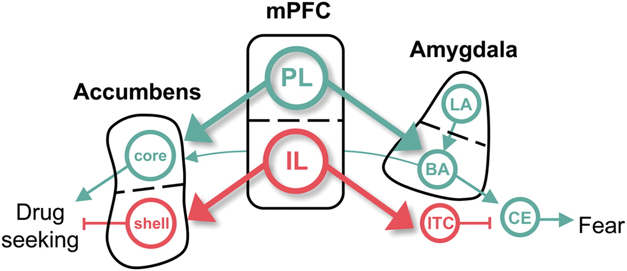 Anxiety and Addiction: The Formation of Destructive Connections in the ...