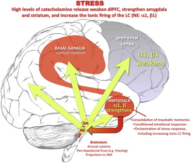 Anxiety, PTSD, and Memory Formation: Where does the amygdala fit in ...