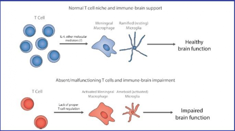 Understanding Autism: From Brain to Behavior – Cobbers on the Brain