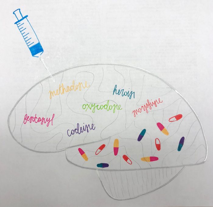 The Opioid Epidemic and Its Effects On Our Brains – Cobbers on the Brain