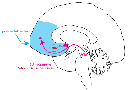 Your Brain on Drugs: The Problem with Addiction – Cobbers on the Brain