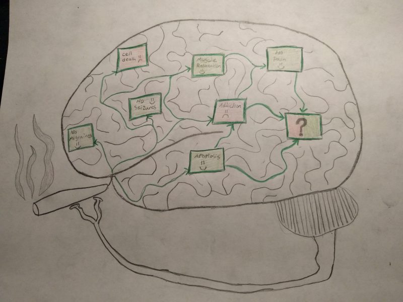 Uncovering the Truth Behind Cannabinoids – Cobbers on the Brain