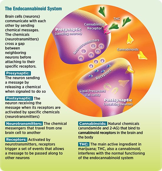 Ins and Outs of Endocannabinoids – Cobbers on the Brain