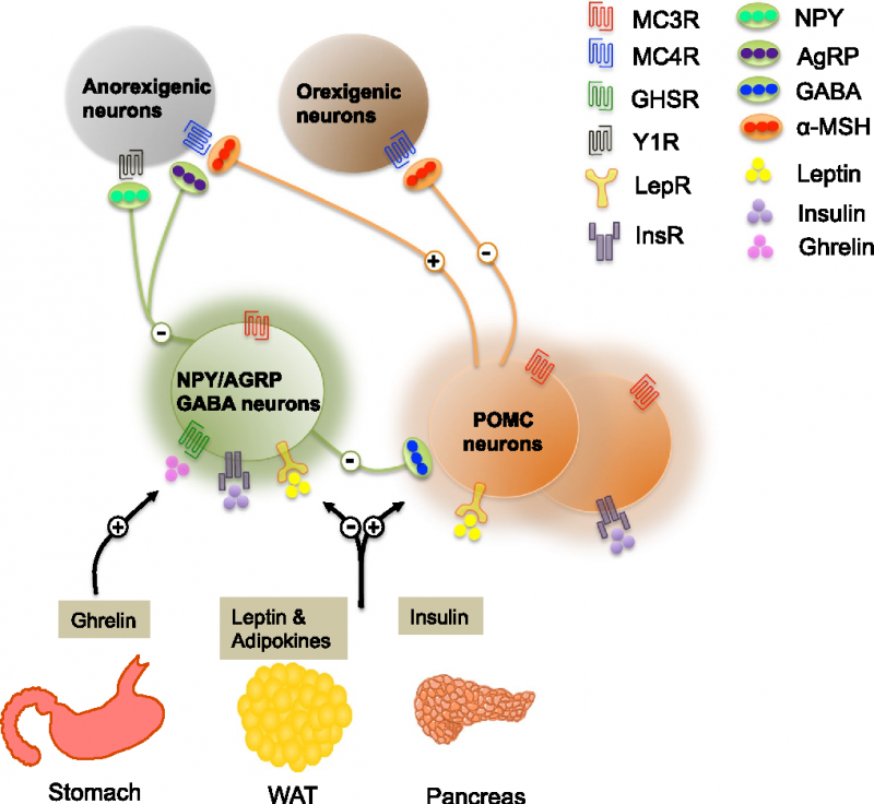 Hypothalamic Inflammation & Obesity – Cobbers on the Brain