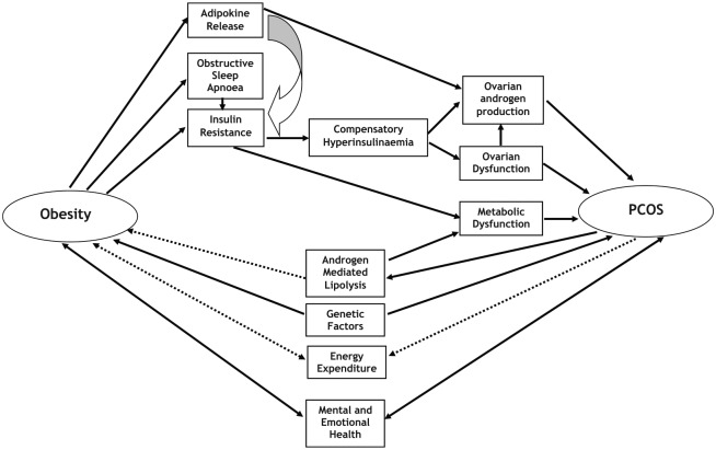Polycystic Ovarian Syndrome (PCOS) and Obesity: A “Chicken or the Egg ...