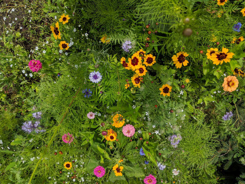 NEU 475: How A Senior Came To Love Her Major – Cobbers on the Brain