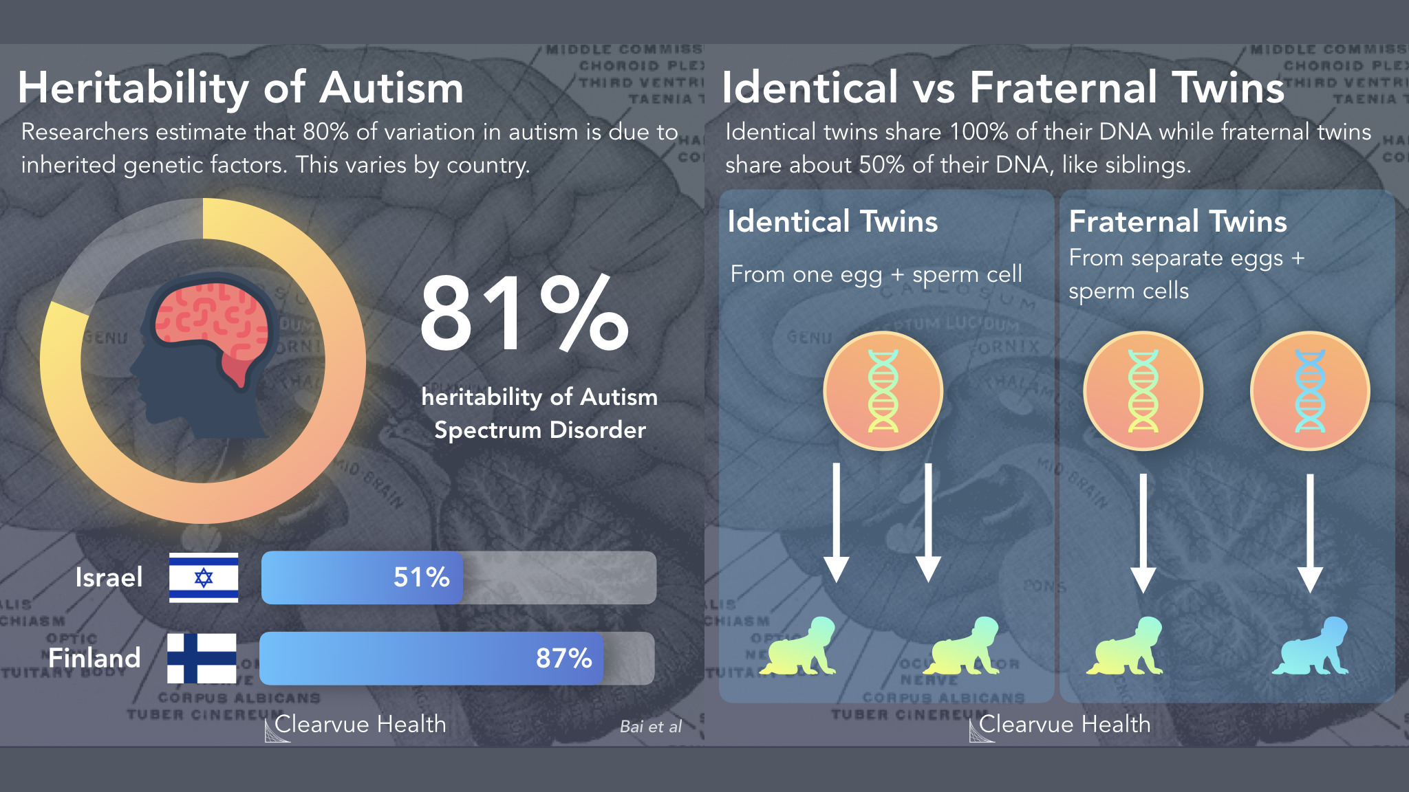 Inherited Genetics Regarding Autism – Cobbers on the Brain