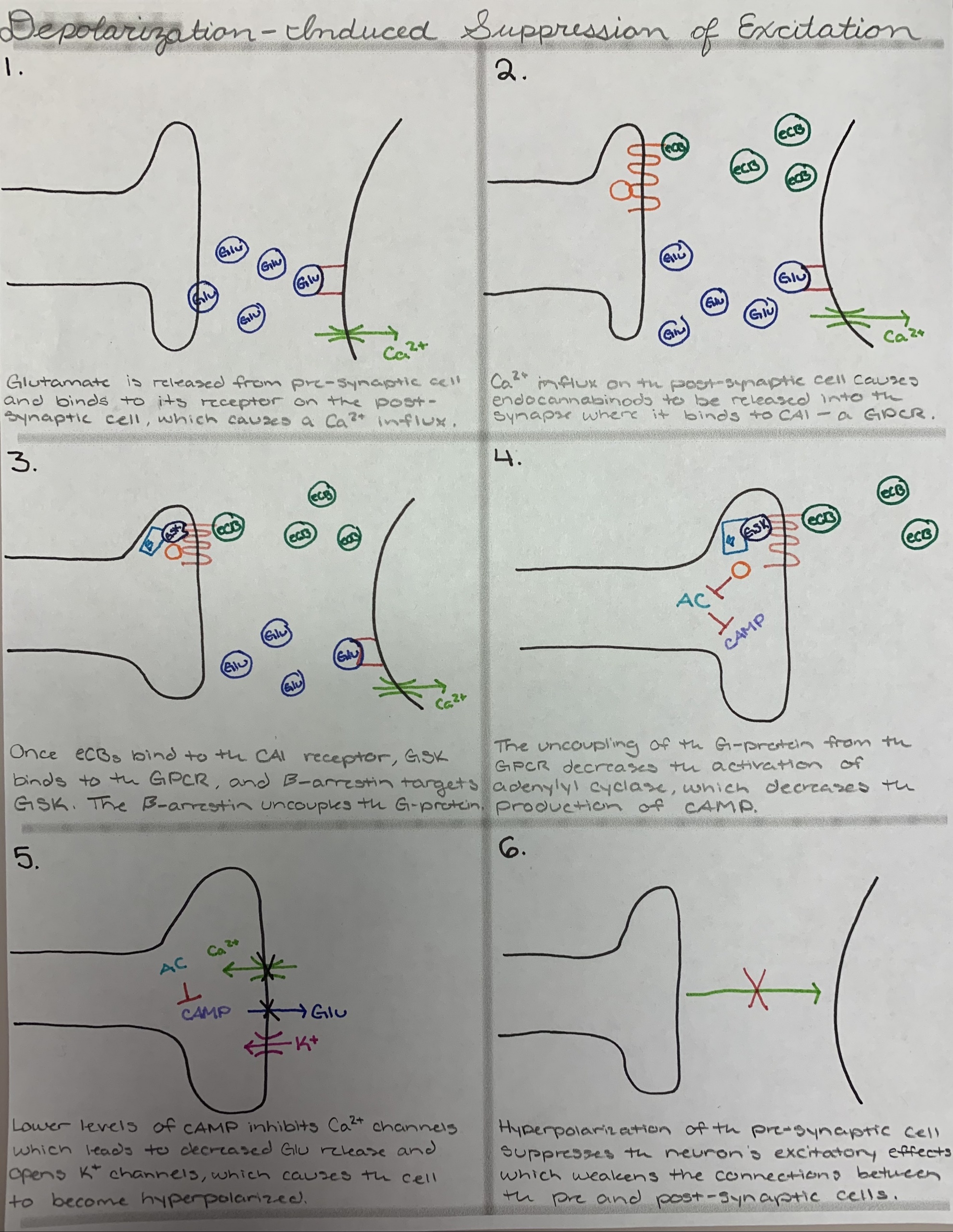 Signaling of the Endocannabinoid System – Cobbers on the Brain
