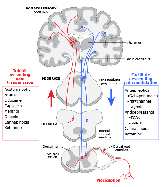 Cannabinoid Use to Reduce Pain – Cobbers on the Brain