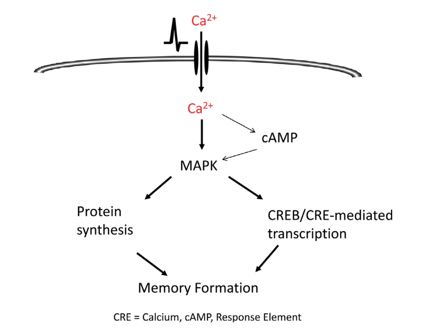 Cobbers on the Brain – Page 3 – Student Commentary on the Neurological ...