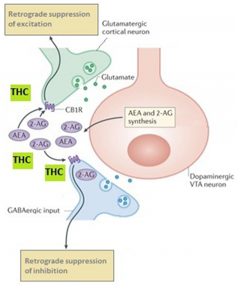 Marijuana’s long-term effect on the brain – Cobbers on the Brain