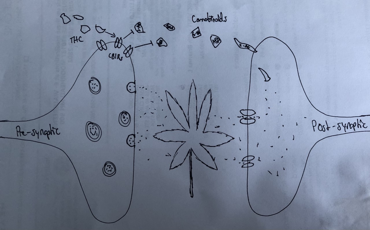 The Endocannabinoid System: A Master Regulator – Cobbers on the Brain