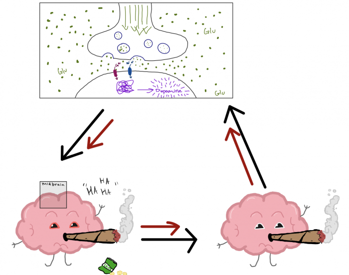 Understanding Marijuana and Your Brain – Cobbers on the Brain