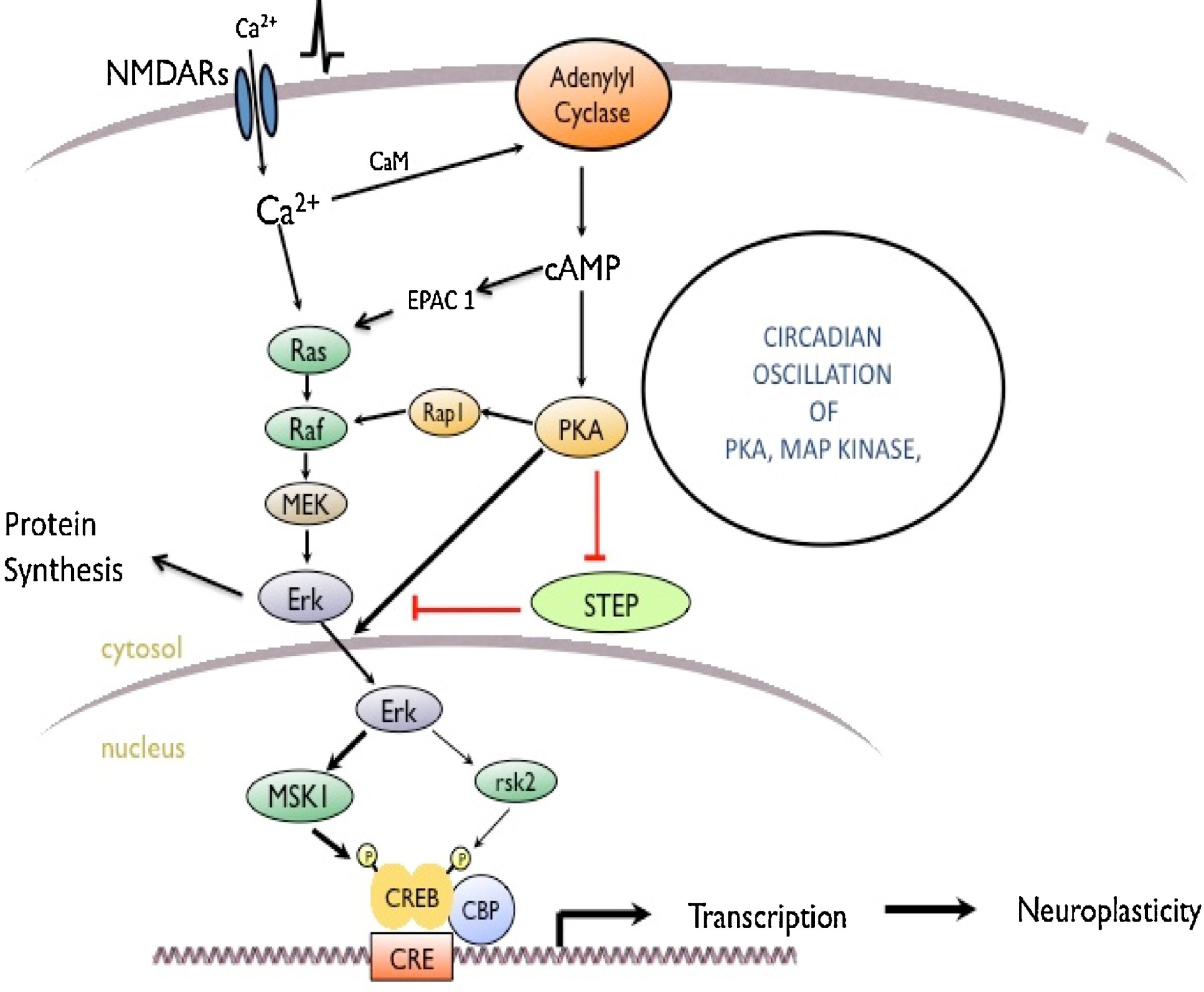 Sleep On It: The Impact of Sleep on Learning and Memory – Cobbers on ...