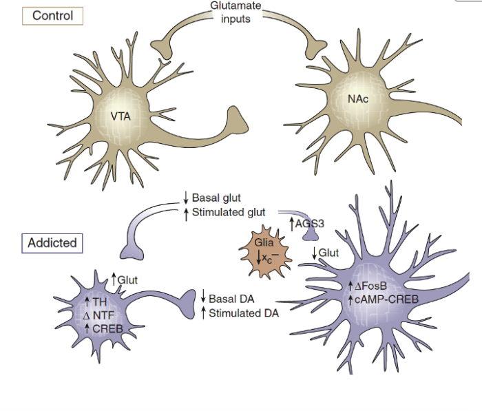 Addicted Brains Explained – Cobbers on the Brain