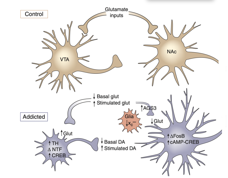 What makes drug addiction a chronic disease? – Cobbers on the Brain