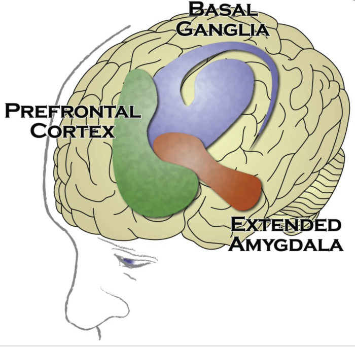Addicted Brains Explained – Cobbers on the Brain