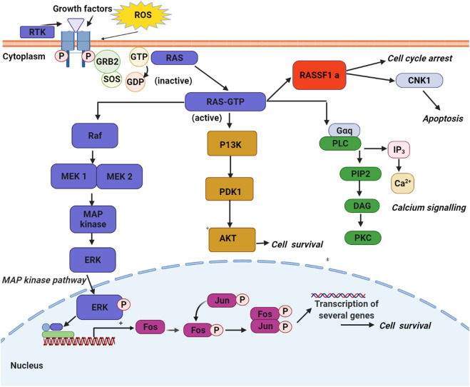 Understanding Glioblastoma: Exploring Environmental Factors and ...