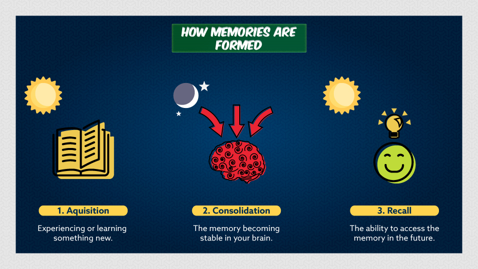 Can You Learn In Your Sleep? – Cobbers on the Brain