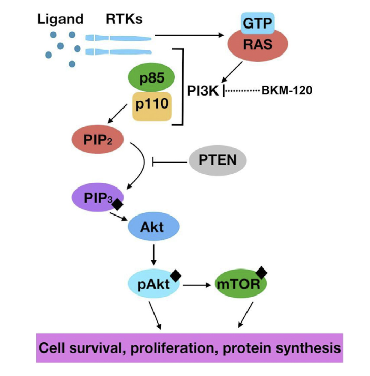 Let’s Talk about Brain Cancer – Cobbers on the Brain
