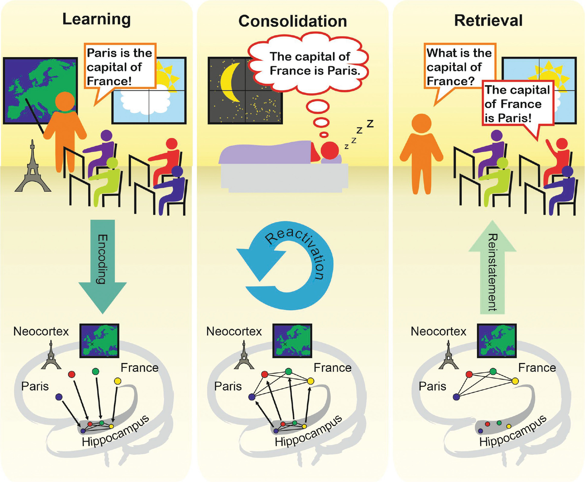 Environmental Impact on Memory Consolidation during Sleep – Cobbers on ...