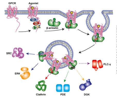 Barcode Hypothesis: GPCR phosphorylation patterns code their actions ...