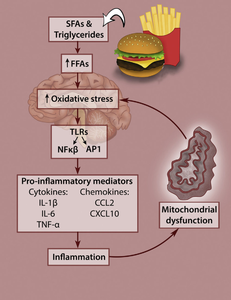 Hypothalamic Inflammation: A Key Contributor to Obesity and Metabolic ...
