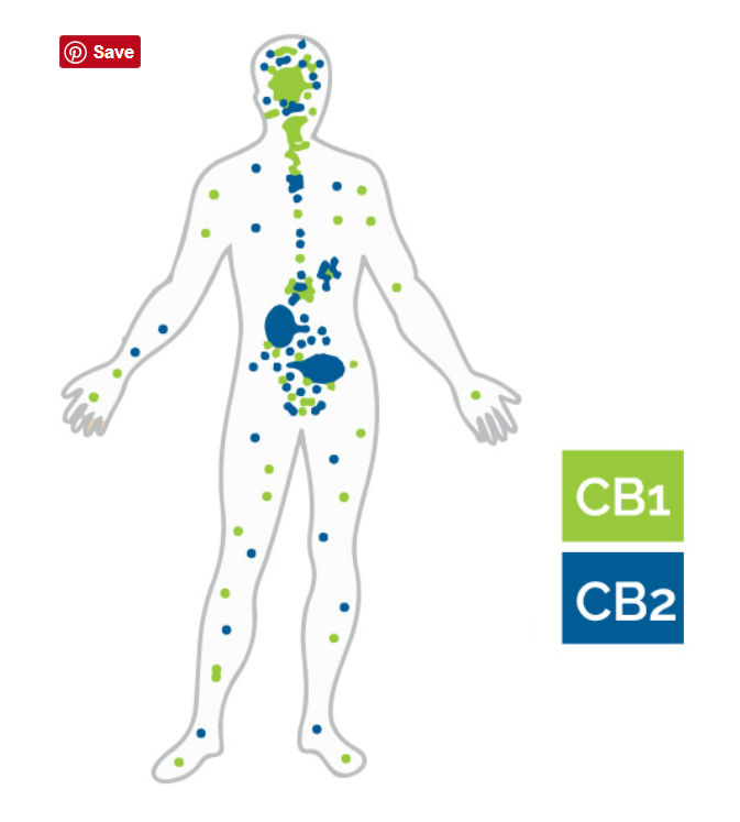 Cobbers on the Brain – Student Commentary on the Neurological Sciences