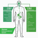 The Brain’s Hidden Modulator: How Cannabinoid Receptors Shape ...