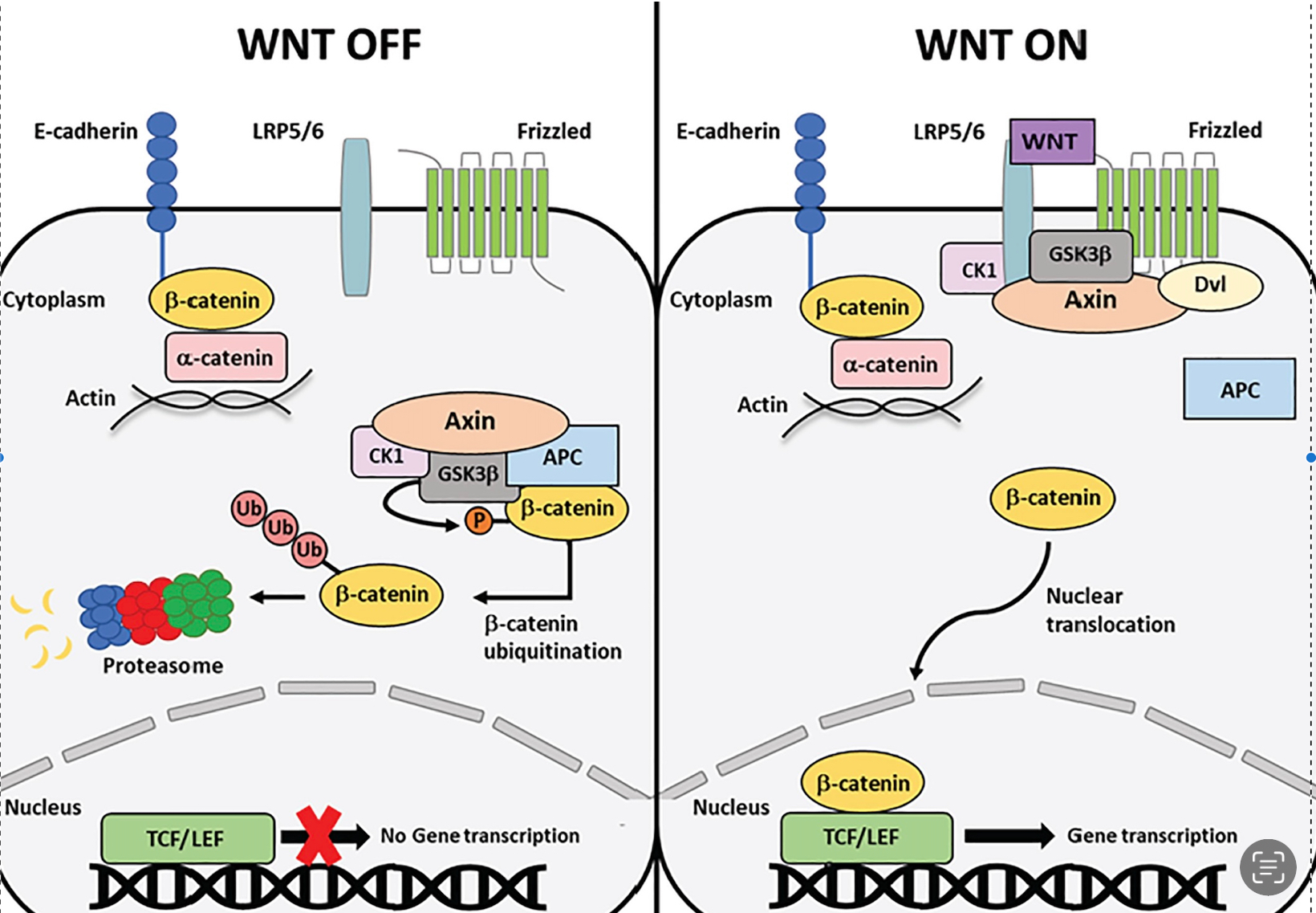 From Wnt to Wonder; The Neuroscience Behind Schizophrenia – Cobbers on ...