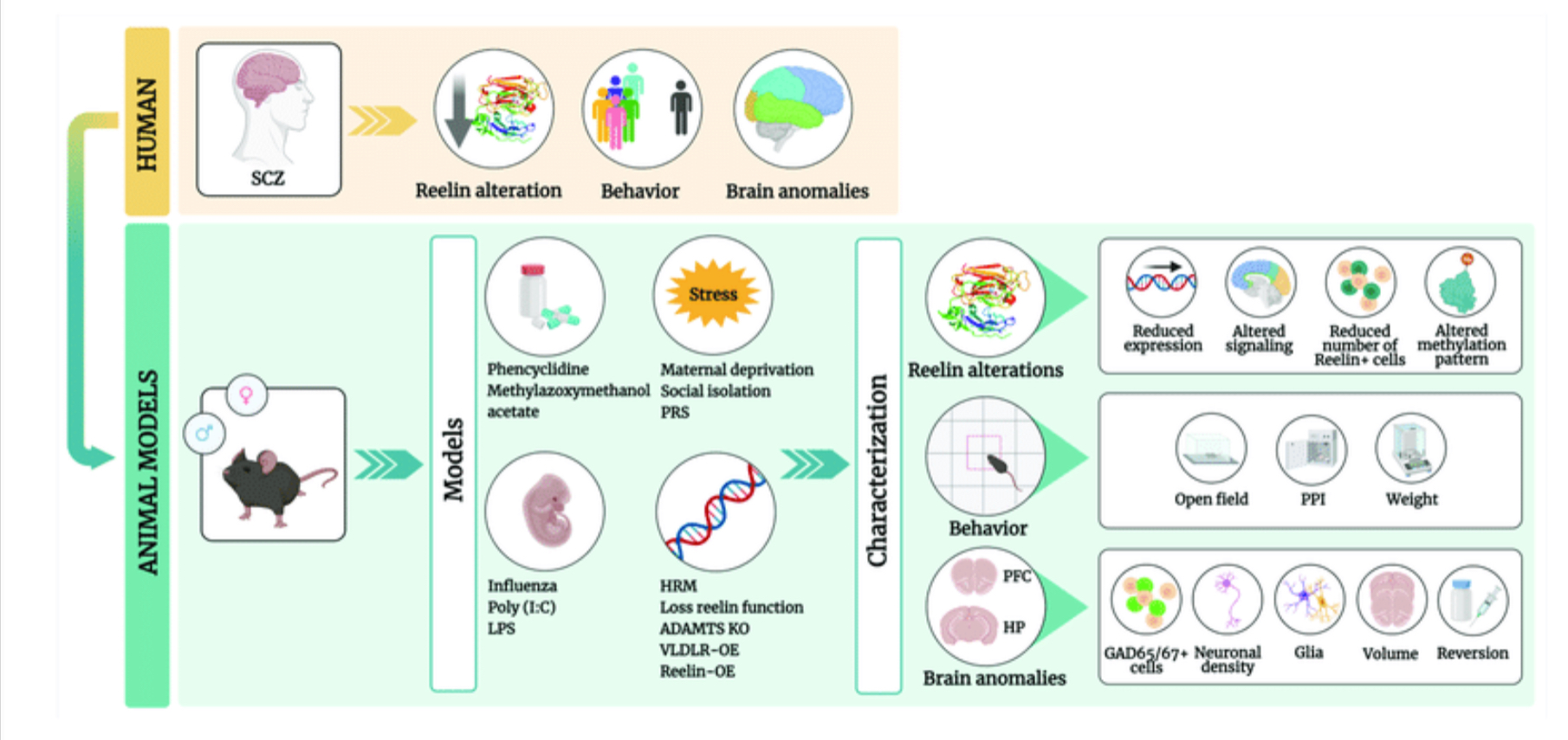 Can Rats Have Schizophrenia? Current Animal Models of Schizophrenia ...