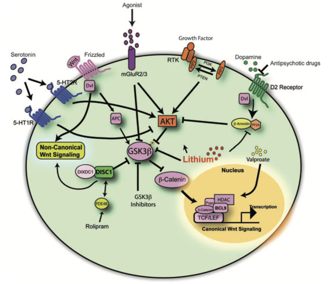 Lithium’s Dual Role in Schizophrenia and Mood disorders – Cobbers on ...