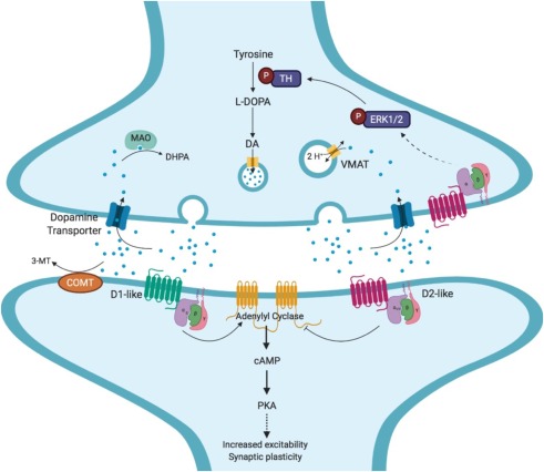 Dopamine – Have Researchers Found the Missing Piece to the Autism ...