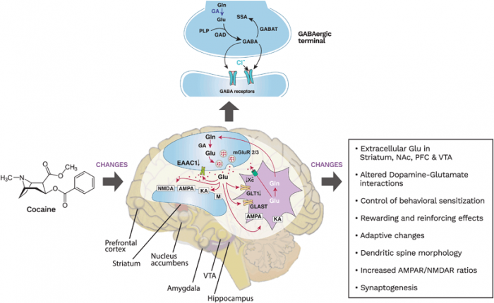 Hijacked Happiness: How Addiction Rewires the Brains Reward System ...