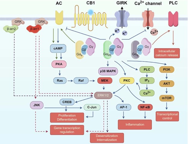 Unlocking the Secrets of Cannabis: The Endocannabinoid System and the Future of Medicine ...