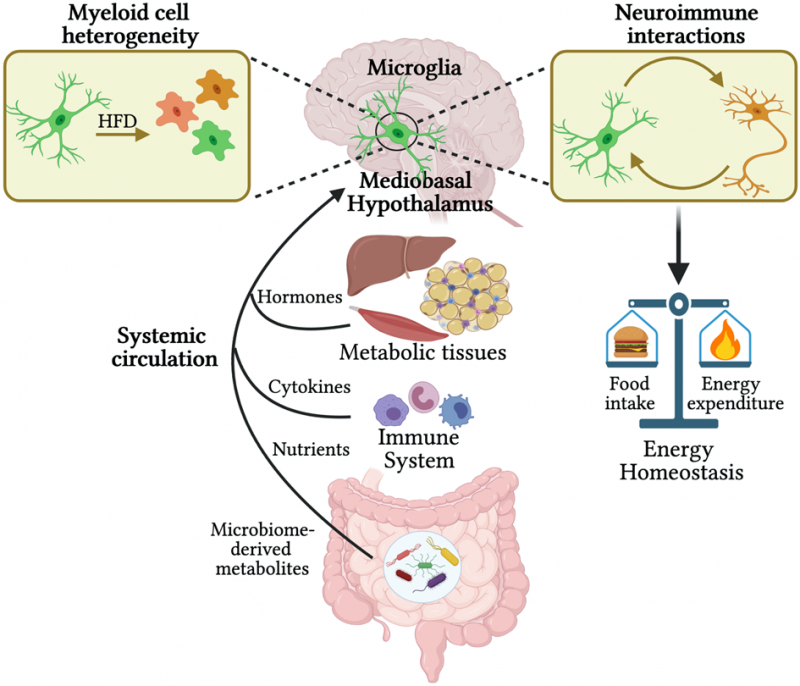 Hypothalamic Inflammation: The Brain’s Role in Obesity and Metabolic ...