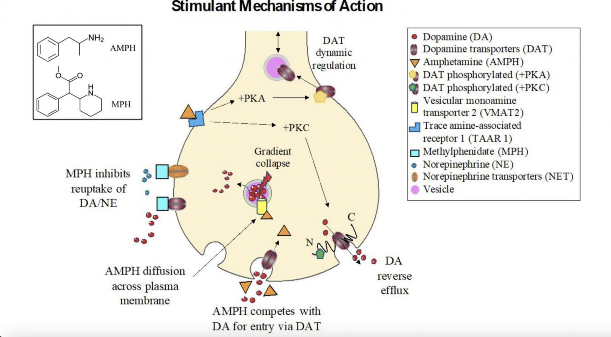 ADHD medication addiction properties – Cobbers on the Brain