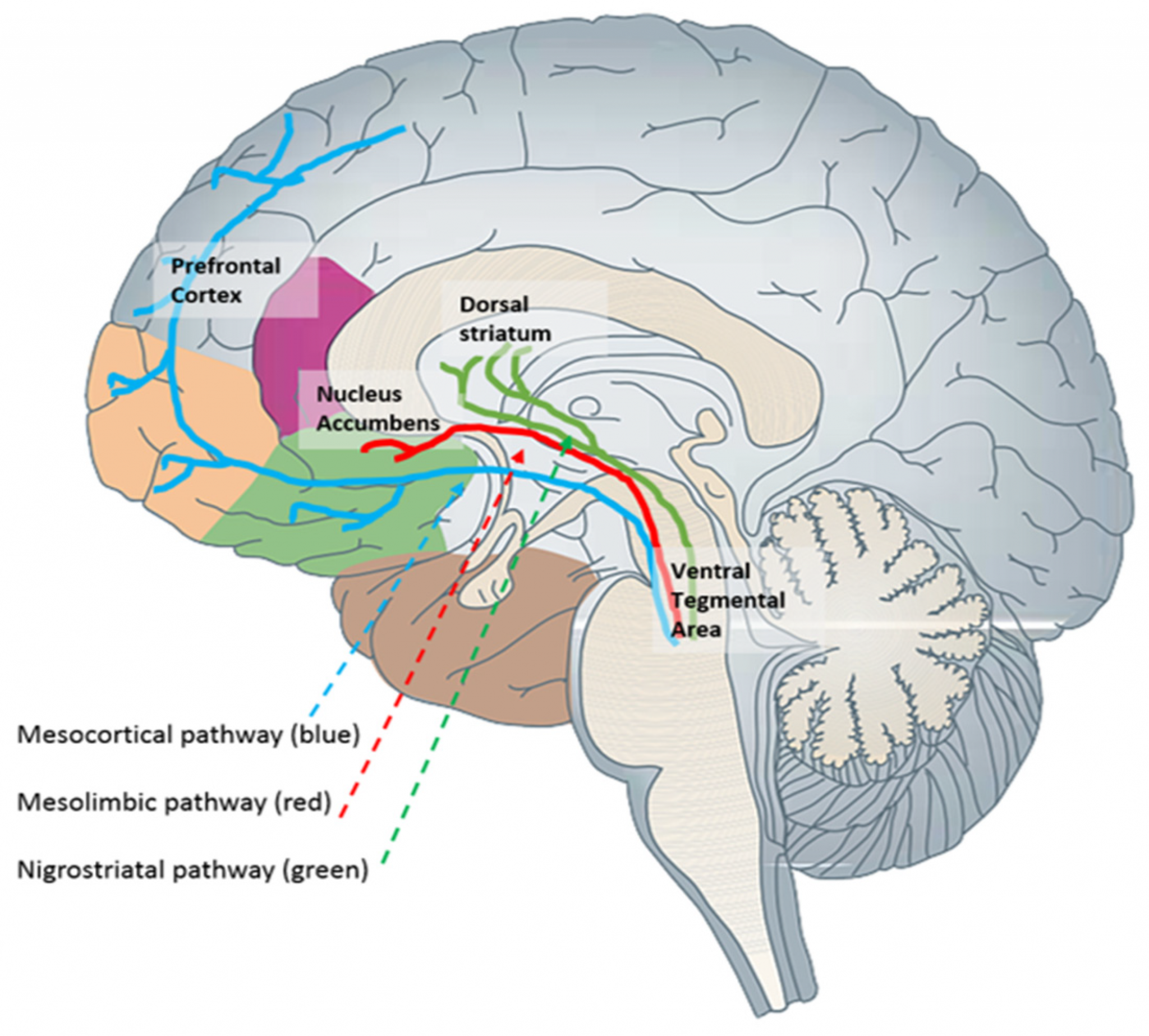 Dopamine in Action: Mapping the Brain Circuits with Potential Roles in ...