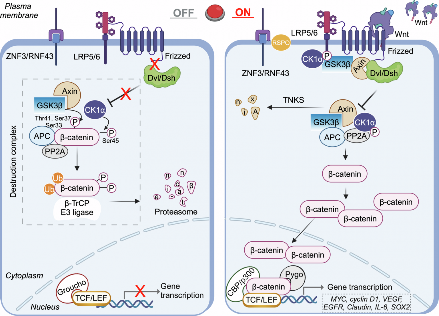 The Tangled Web: Comorbidities, Wnt Signaling, and the Complexity of ...